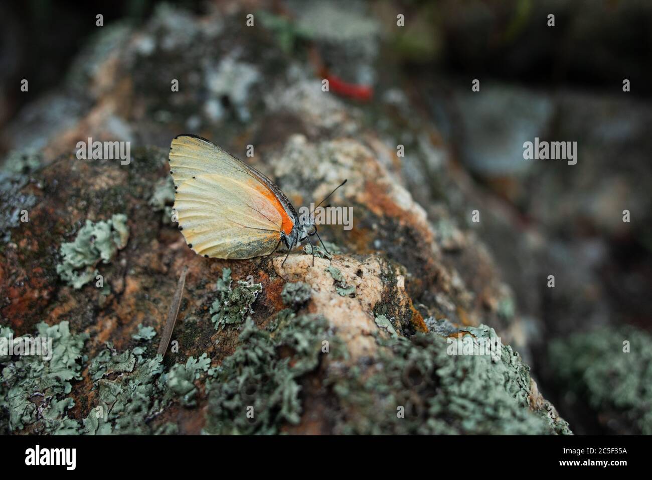 Butterfly resting on a rock Stock Photo - Alamy