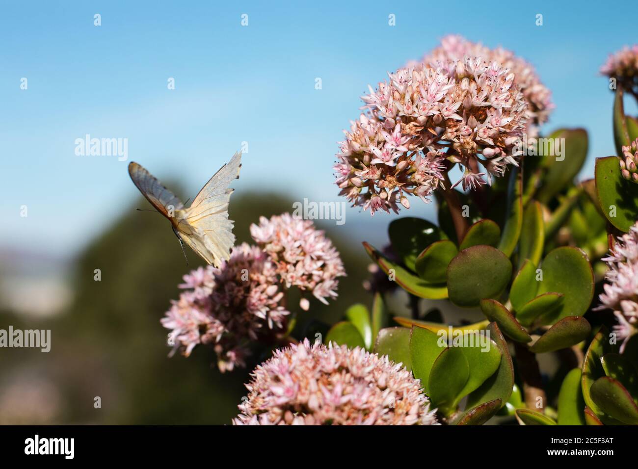 Butterfly taking off from a flower Stock Photo - Alamy