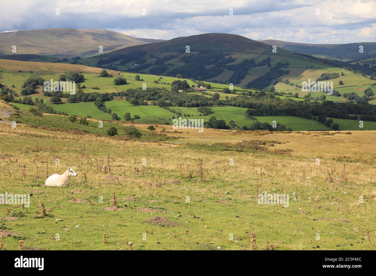 Sheep farming in Wales. United Kingdon Stock Photo - Alamy