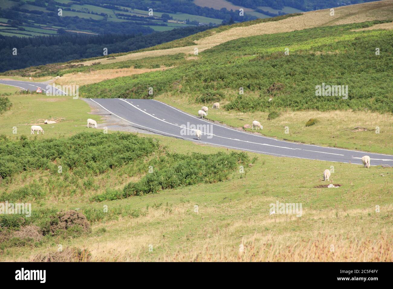 Sheep farming in Wales. United Kingdon Stock Photo - Alamy