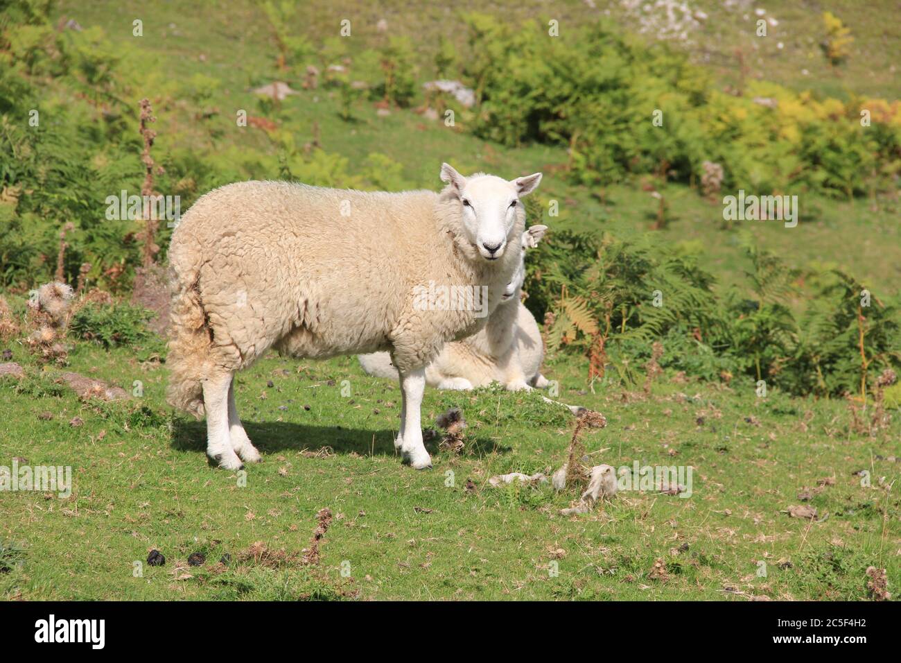 Balwen welsh mountain sheep hi-res stock photography and images - Alamy