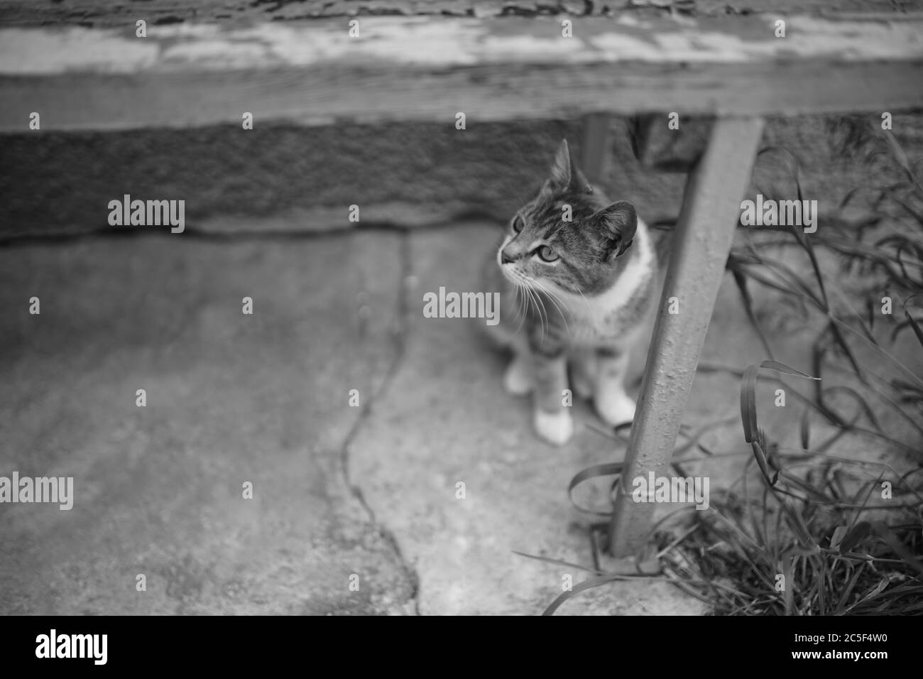 Curious cat under old wooden bench. Black and white photo Stock Photo ...