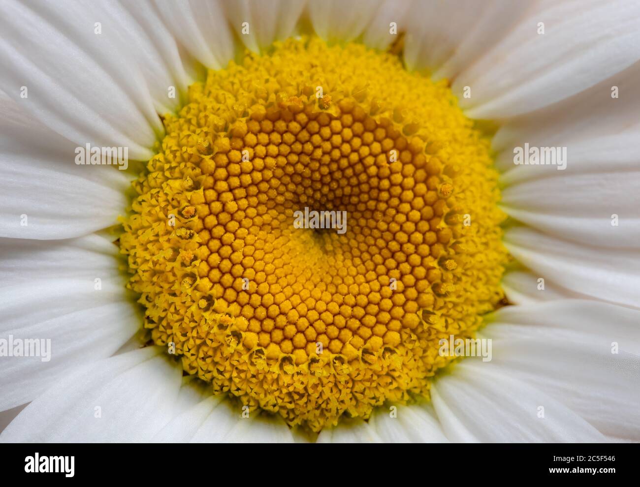 Daisy pattern hi-res stock photography and images - Alamy