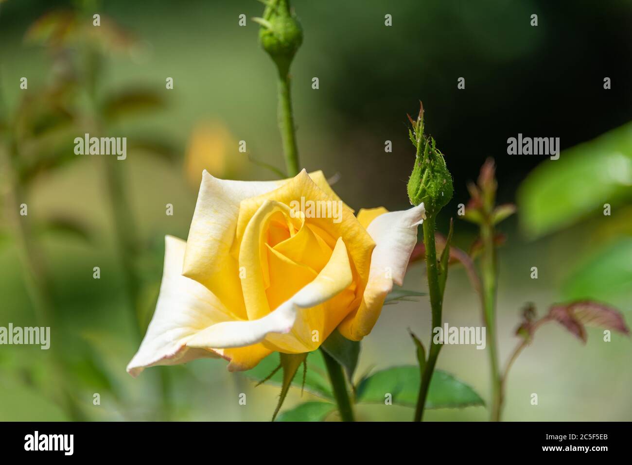 Blooming yellow rose bud on a branch and unopened rose buds. Garden ...