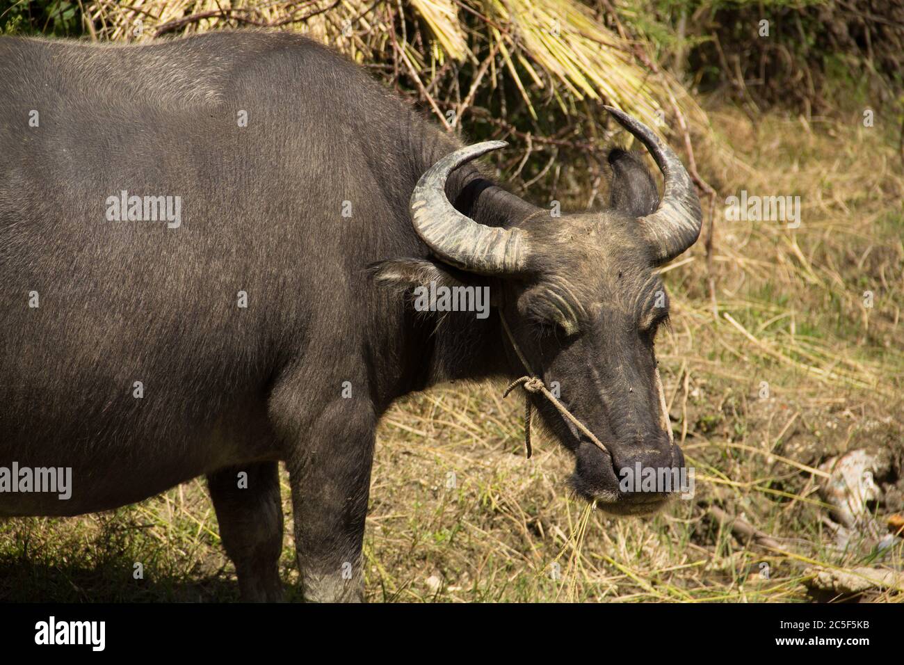 Buffalo side view head and shoulders Stock Photo - Alamy