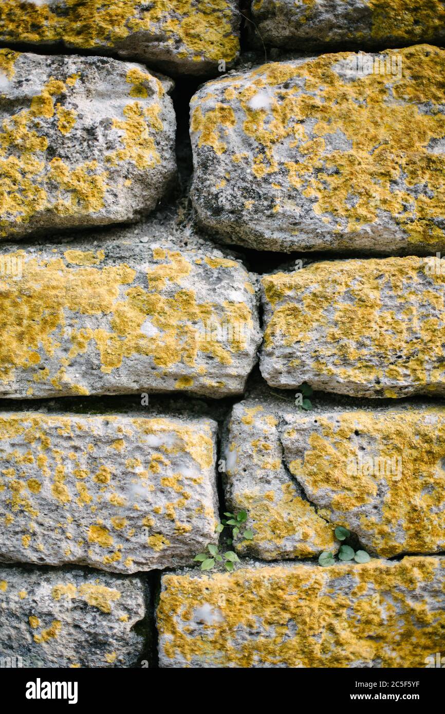 Yellow moss stone. Wall image that can be used as background and ...
