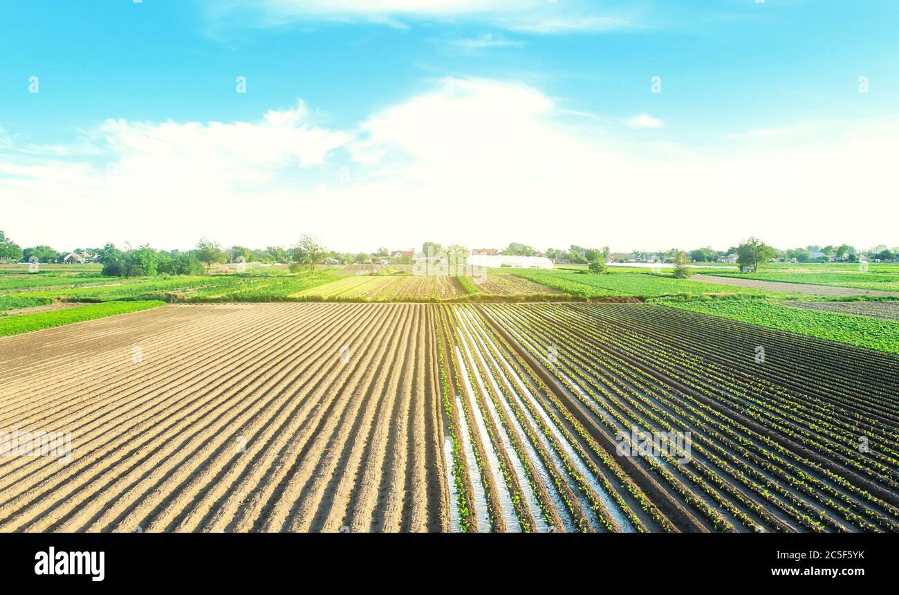 Farm field is planted with agricultural plants. Growing and producing ...
