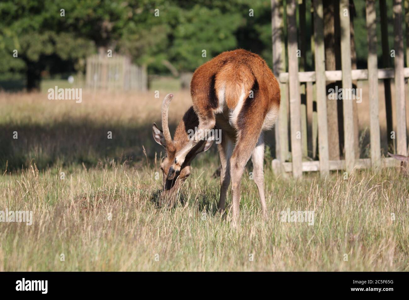 Juvenile buck male fallow deer hi-res stock photography and images - Alamy