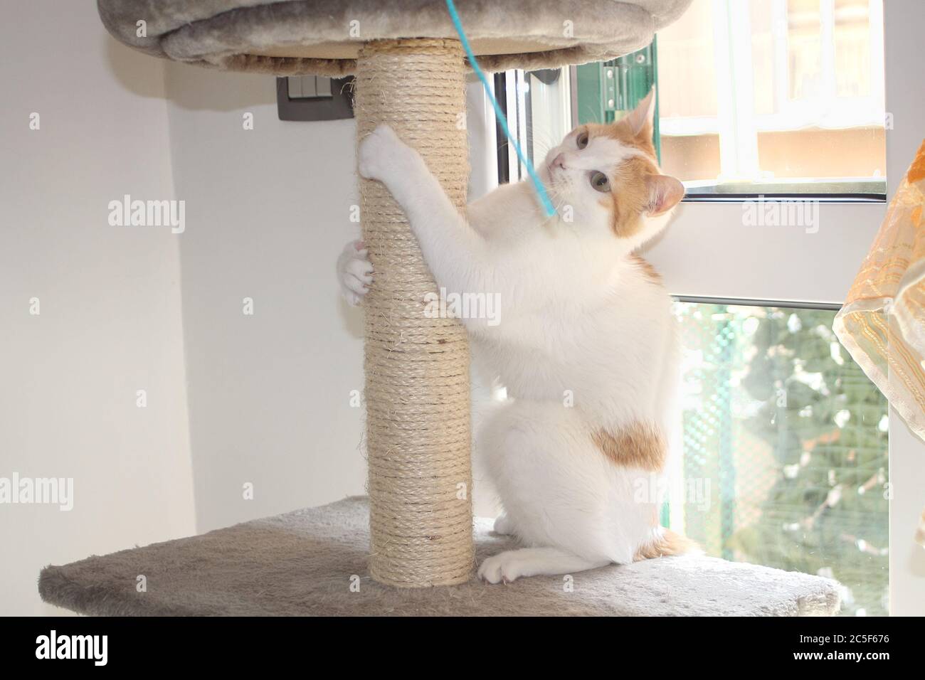 Red and white cat playing with string on scratching post Stock Photo ...