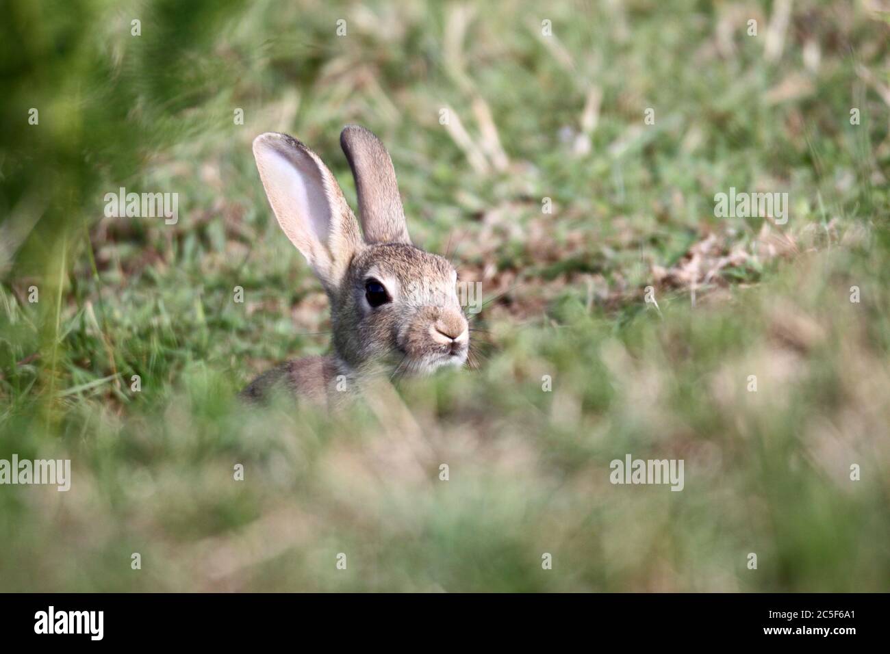Photos of rabbits hi-res stock photography and images - Alamy