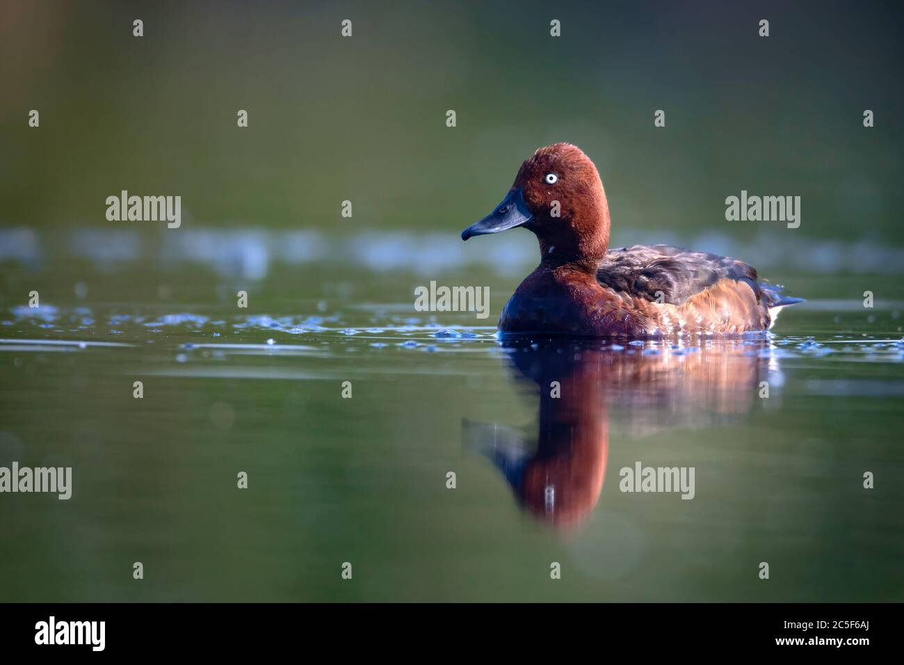 Swimming duck. Green lake background. Bird: Ferruginous Duck. Aythya ...
