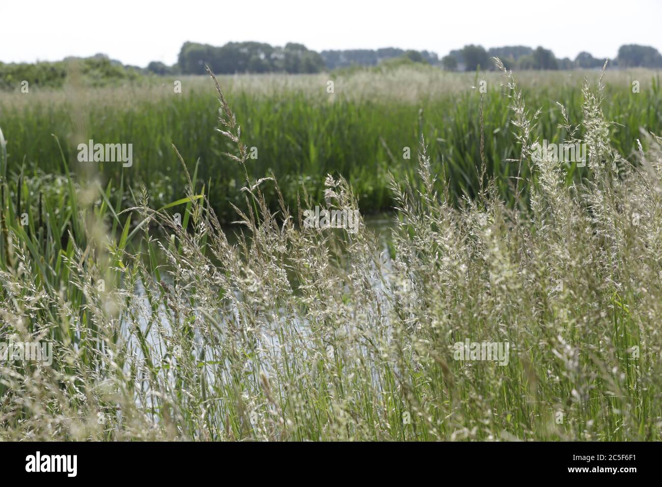 view over wetlands, reeds and trees in the netherlands Stock Photo - Alamy