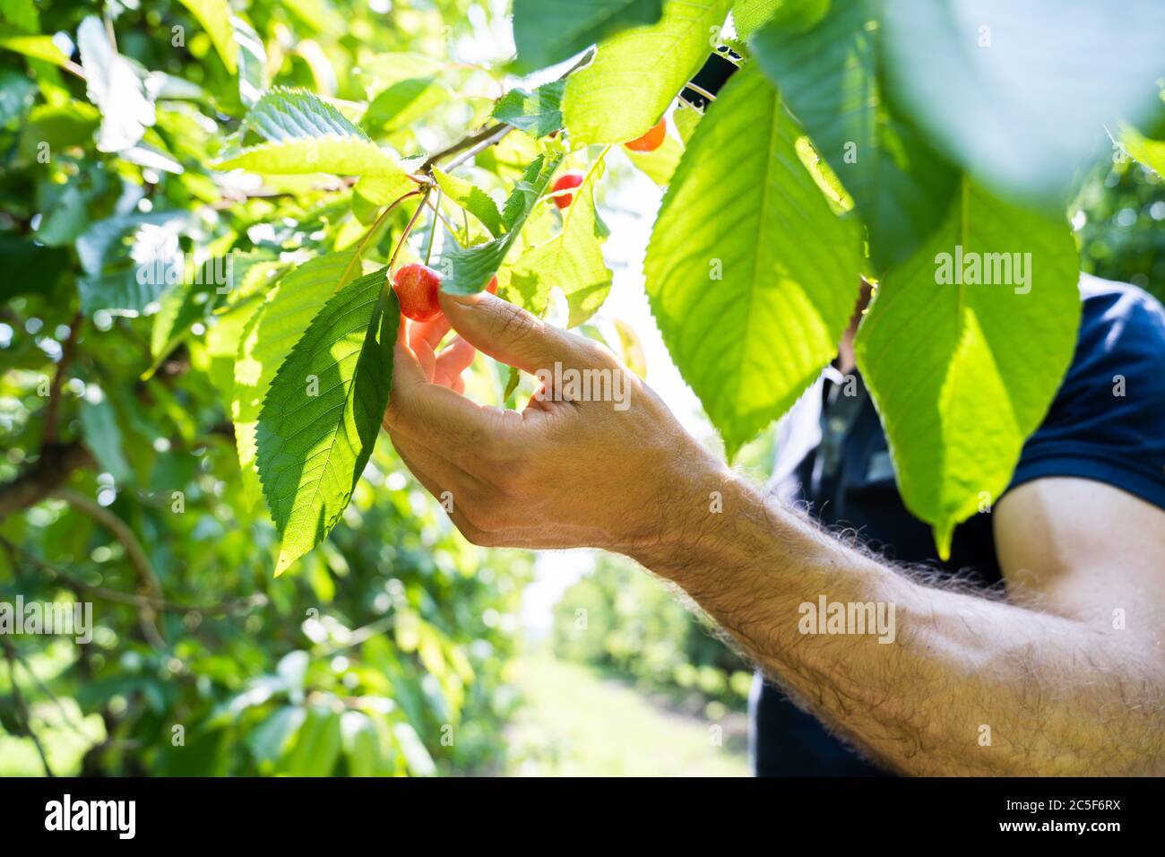 Picking Fresh Food At Farm From Tree Branch Stock Photo - Alamy