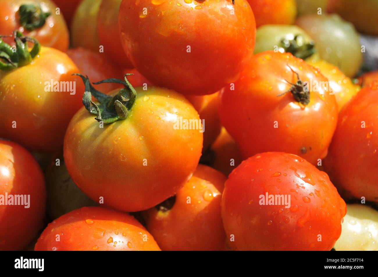 Photograph of Tomatoes Stock Photo - Alamy
