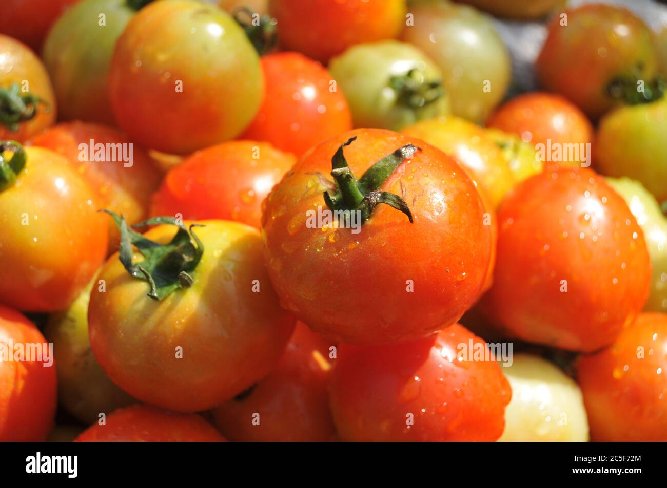Photograph of Tomatoes Stock Photo - Alamy