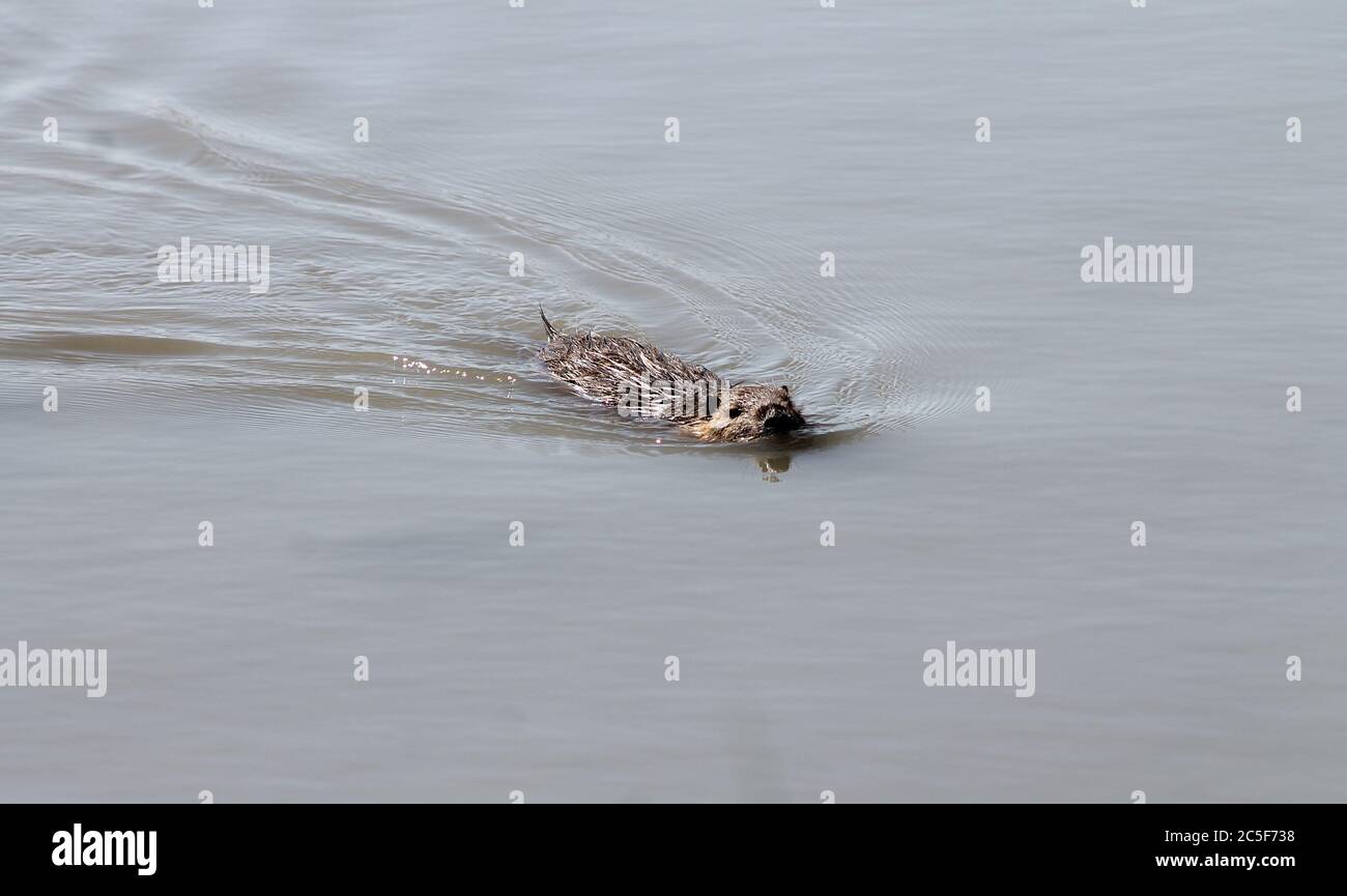 Nutria swimming in the water Stock Photo - Alamy