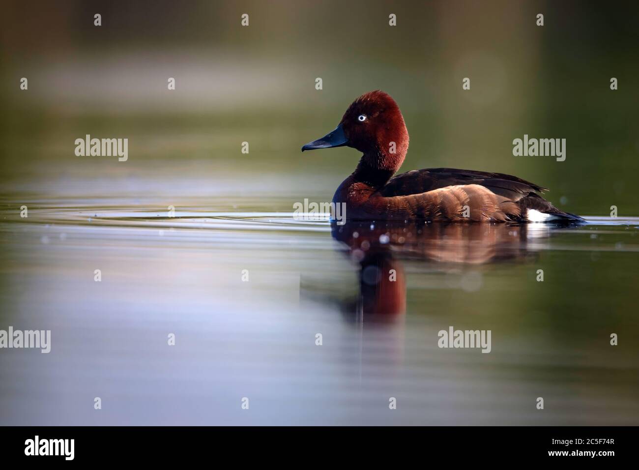 Swimming duck. Green lake background. Bird: Ferruginous Duck. Aythya ...