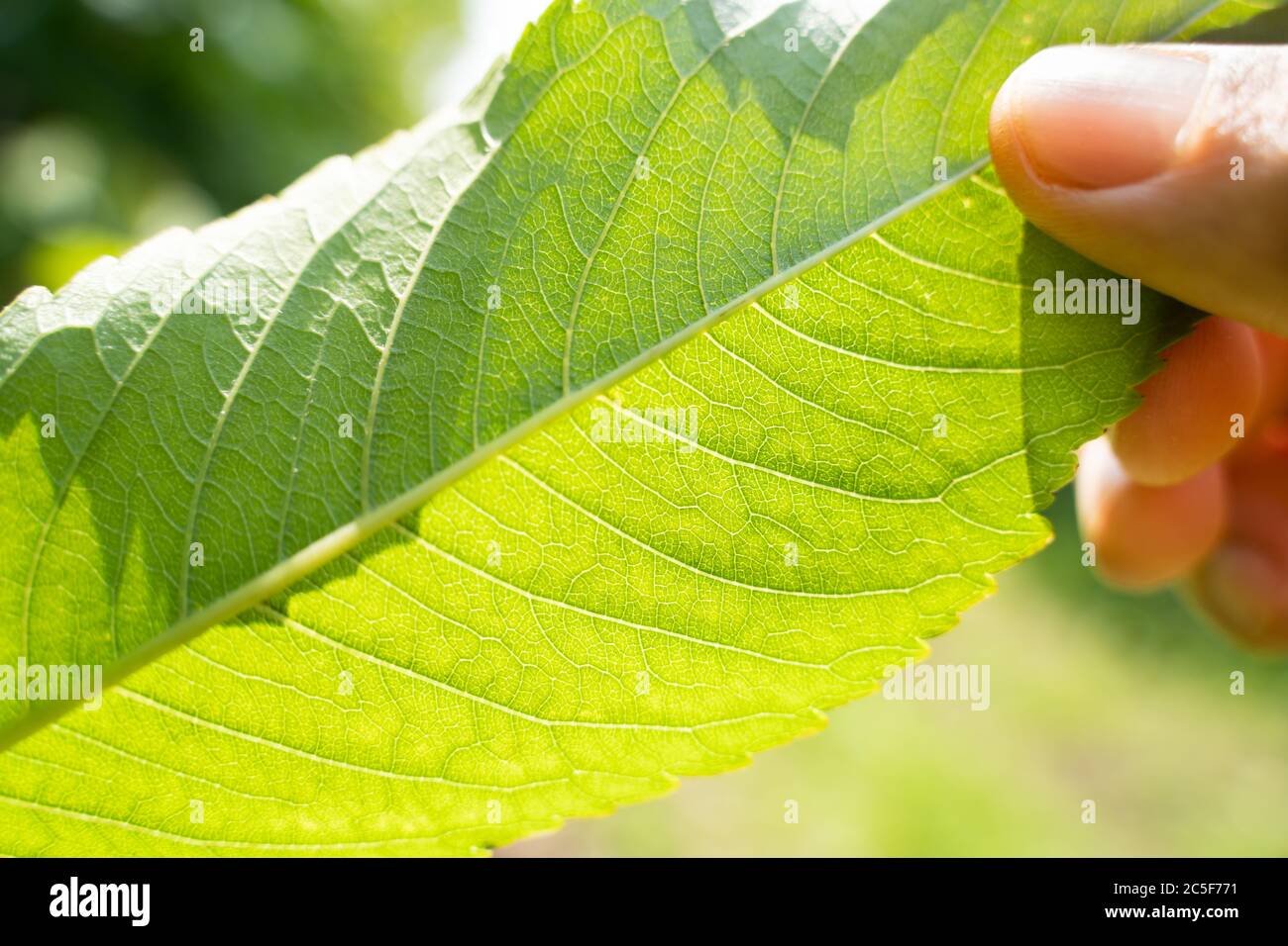 Farmer Hand Checking Agriculture Plant Growth At Field Stock Photo - Alamy