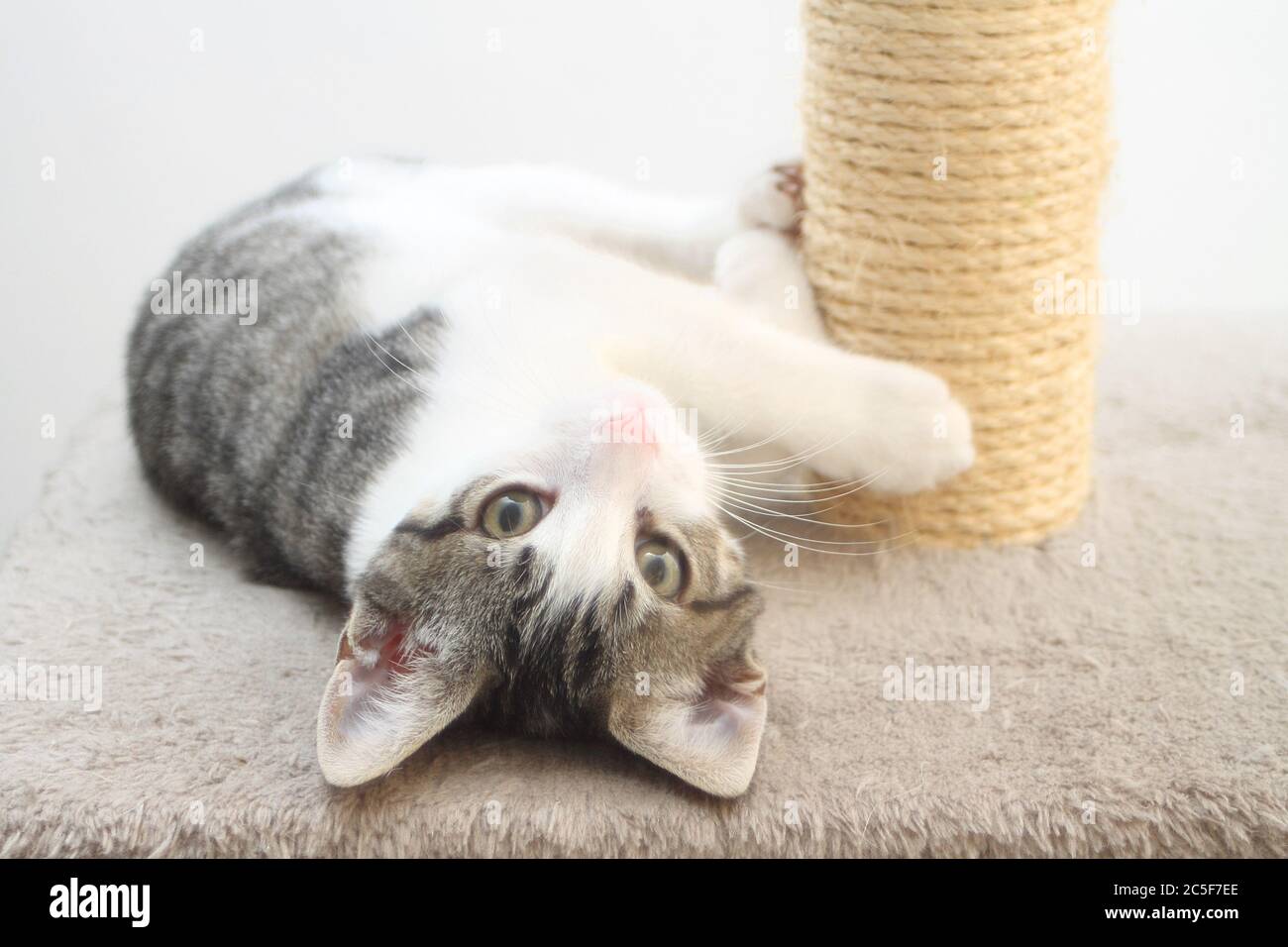 Tabby kitten on the scratching post Stock Photo - Alamy
