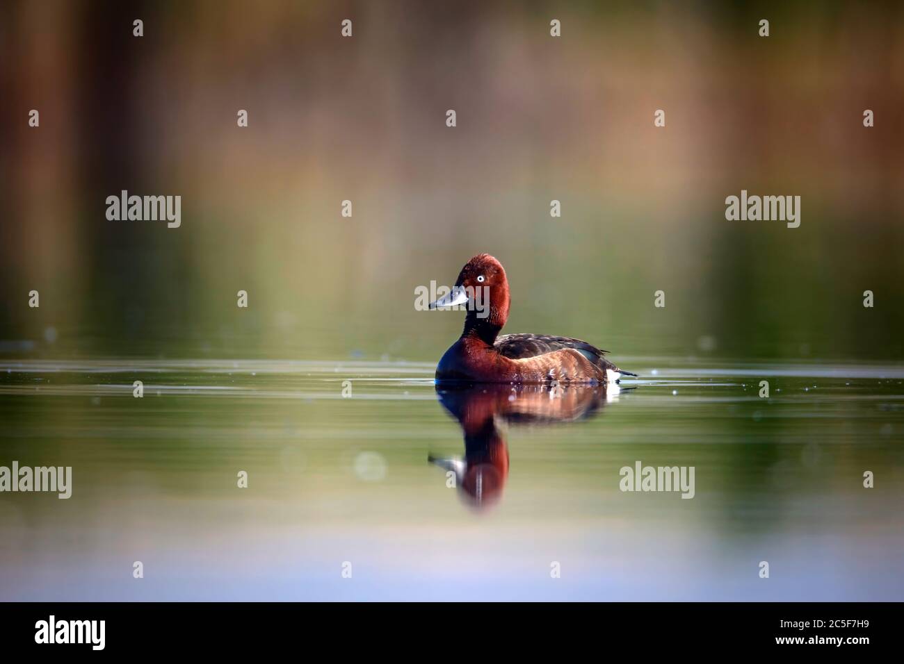 Swimming duck. Green lake background. Bird: Ferruginous Duck. Aythya ...