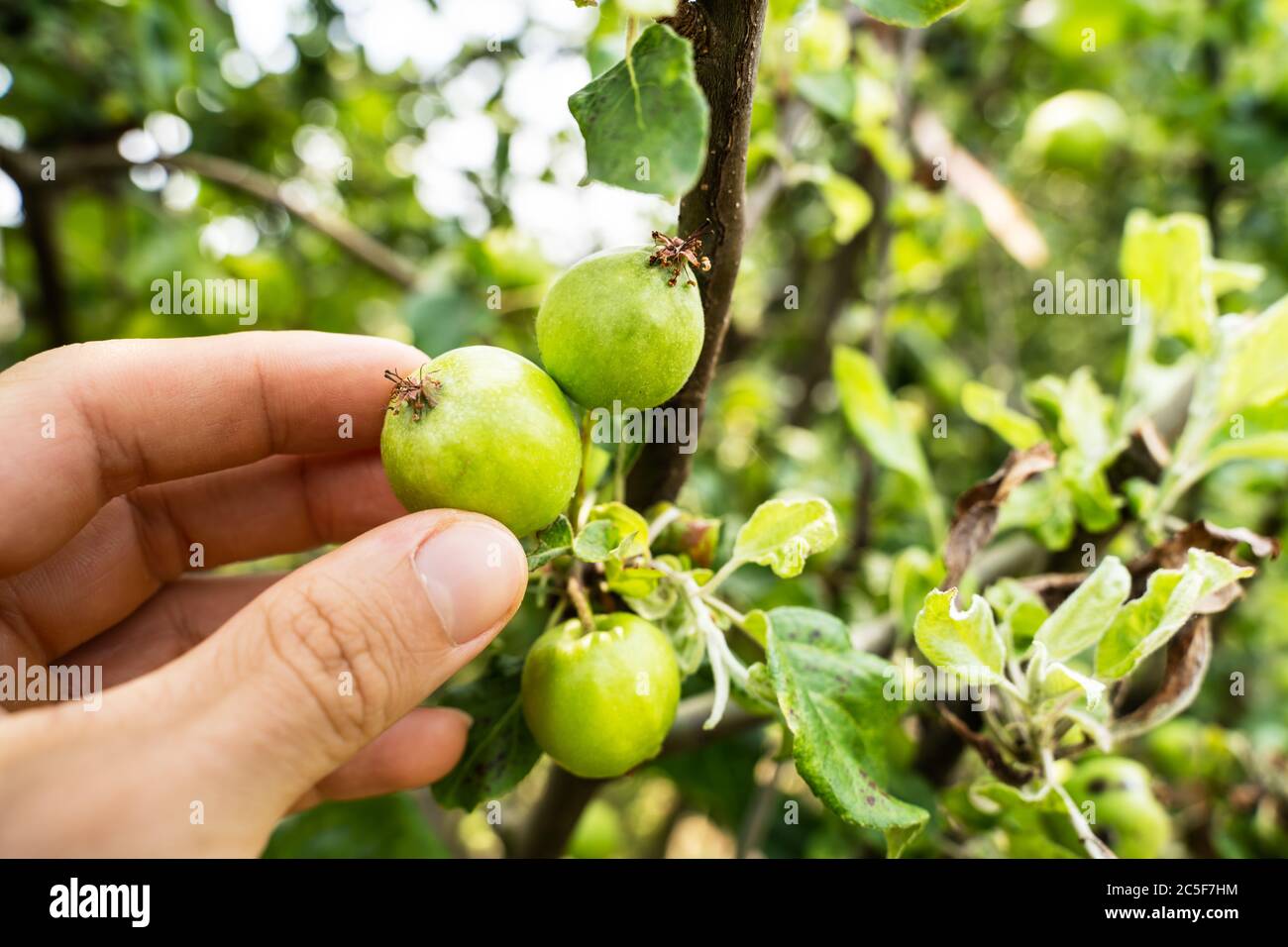 Picking Fresh Food At Farm From Tree Branch Stock Photo - Alamy