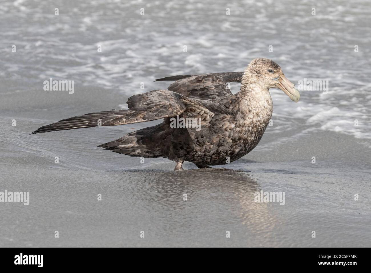 Southern Giant Petrel Stock Photo - Alamy