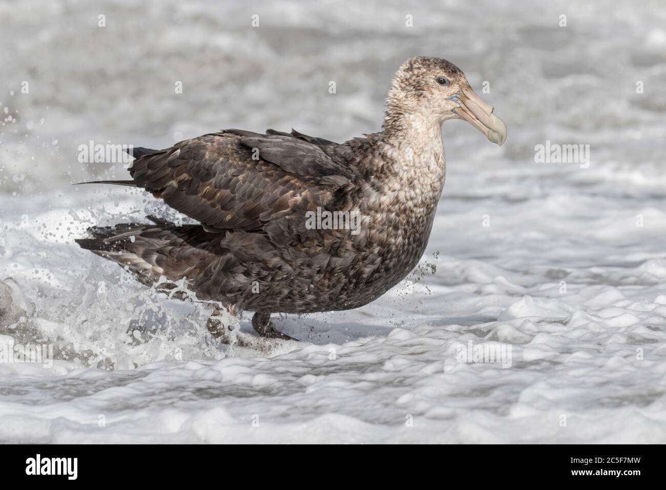 Southern Giant Petrel Stock Photo - Alamy