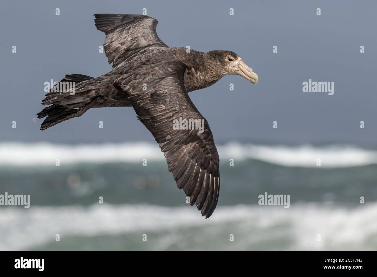 Southern Giant Petrel in flight Stock Photo - Alamy