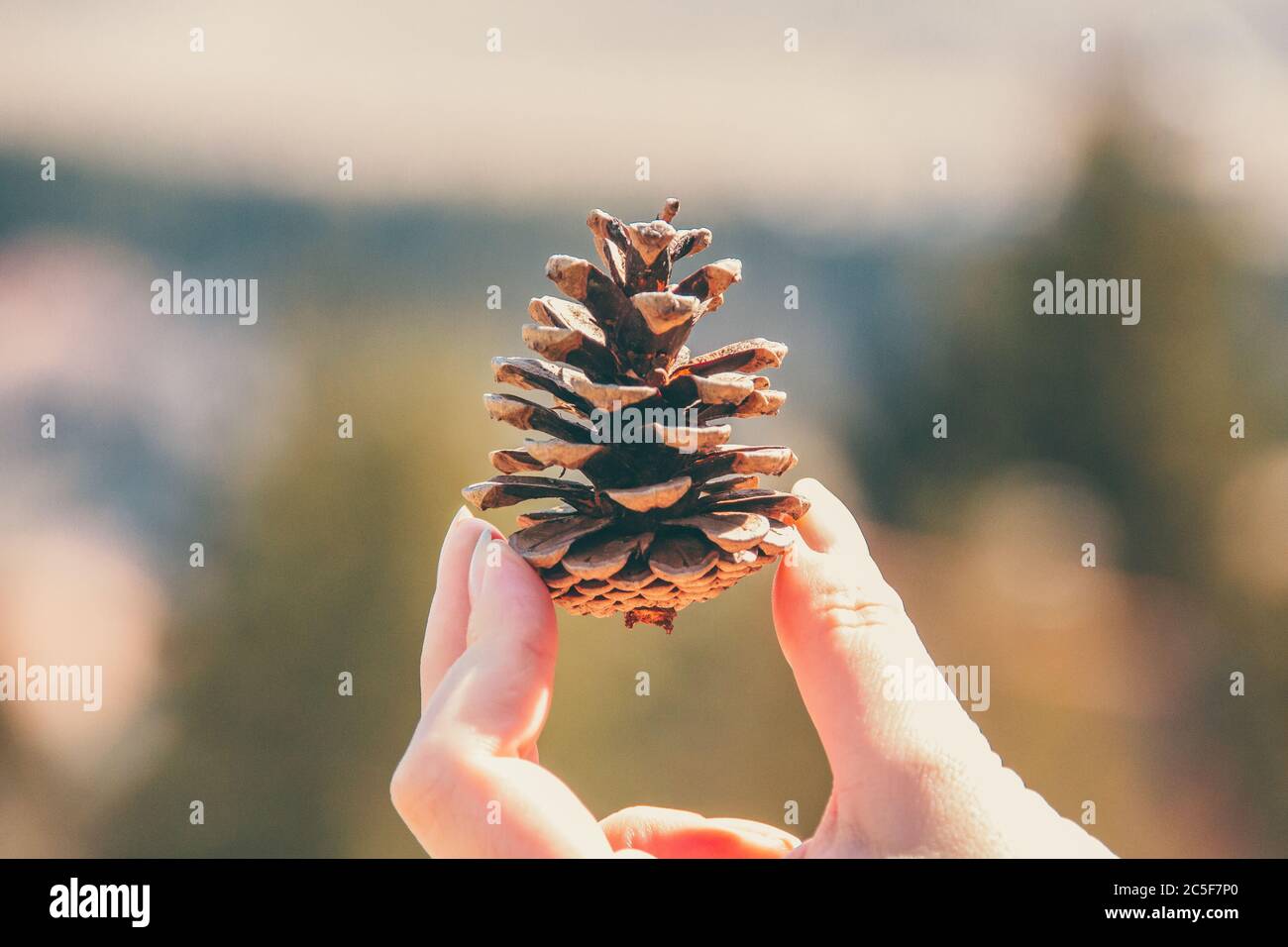 pine cone in the hands Stock Photo - Alamy