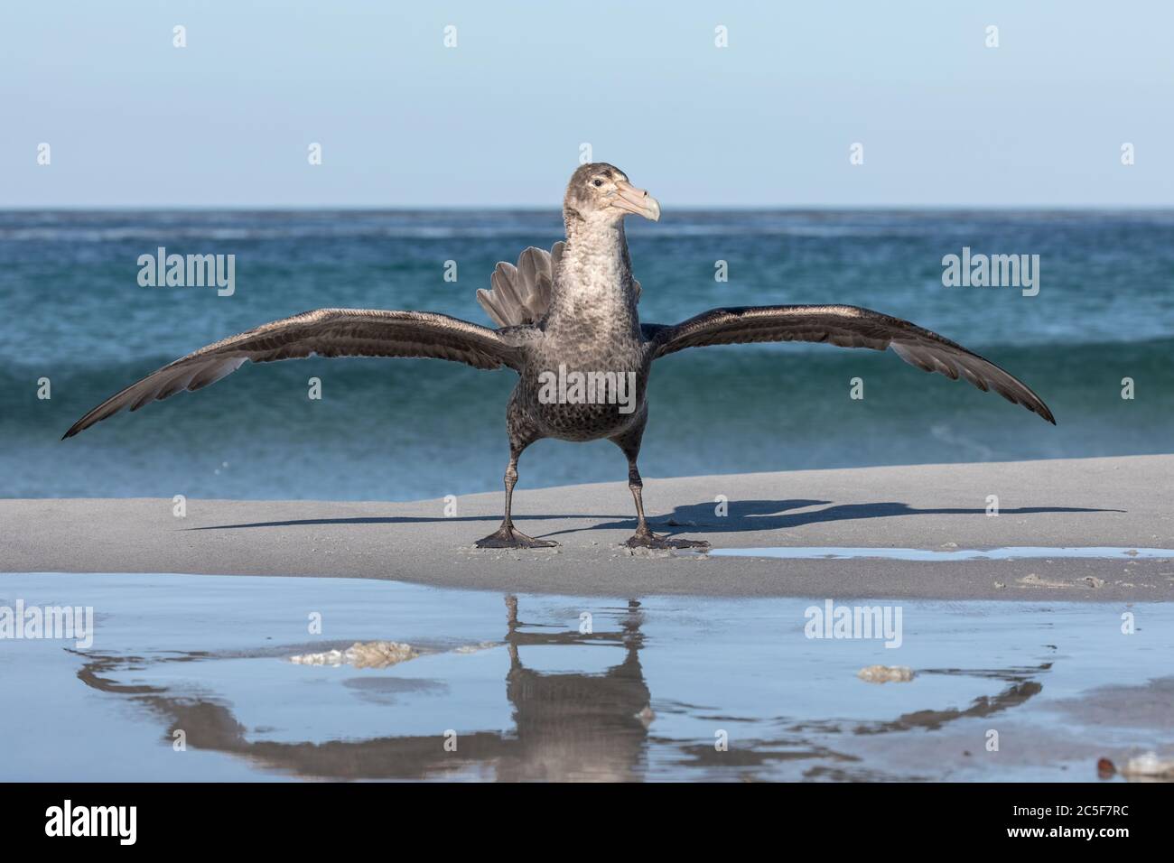 Southern Giant Petrel Stock Photo - Alamy