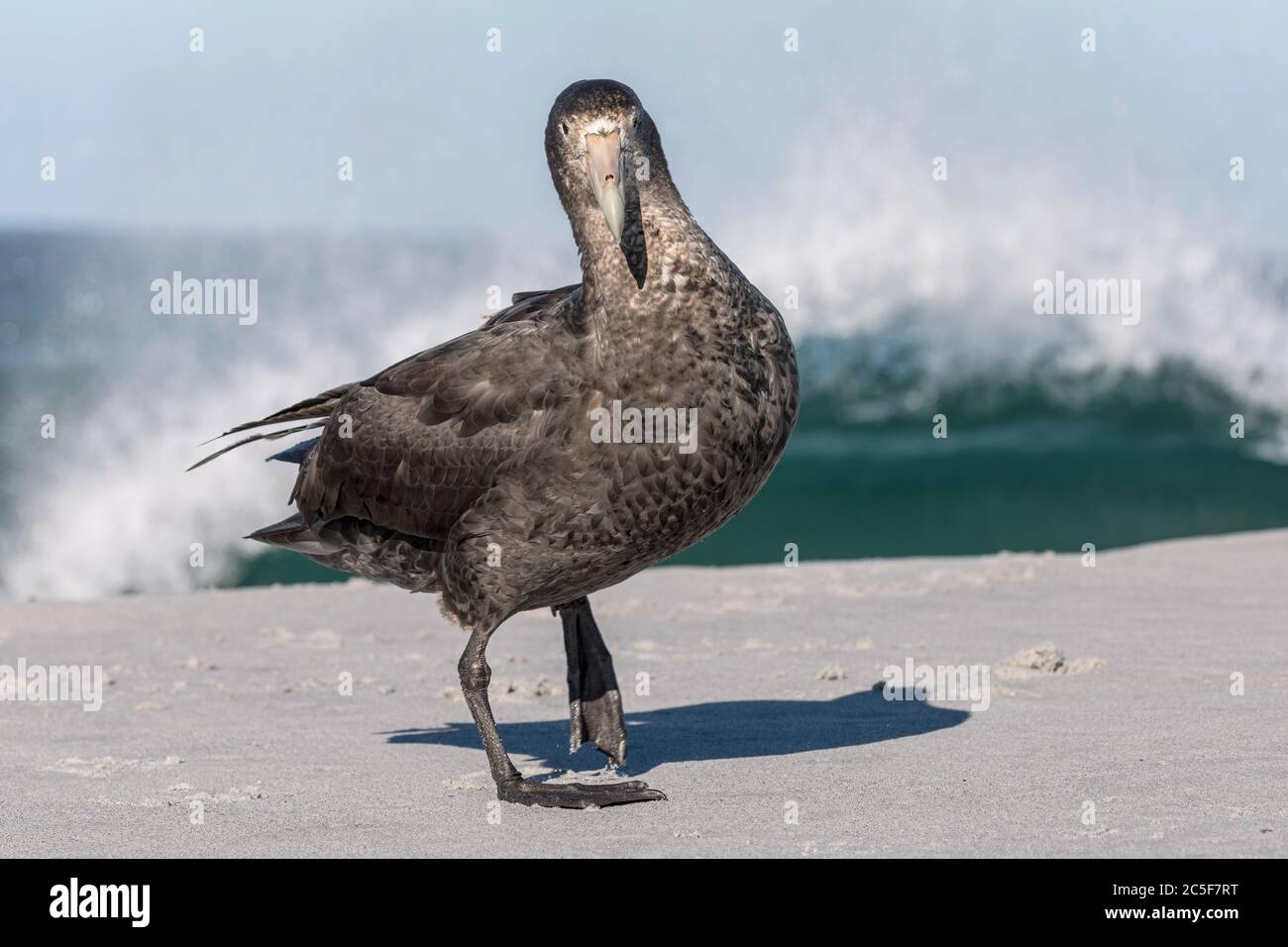 Southern Giant Petrel Stock Photo - Alamy
