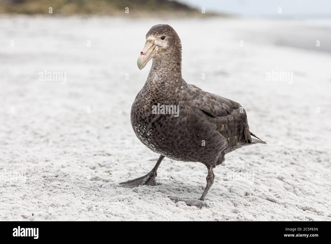 Southern Giant Petrel Stock Photo - Alamy