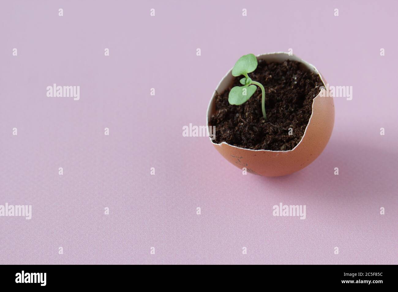 Young plant grow in egg shell. Easter decoration. Green plant in egg ...