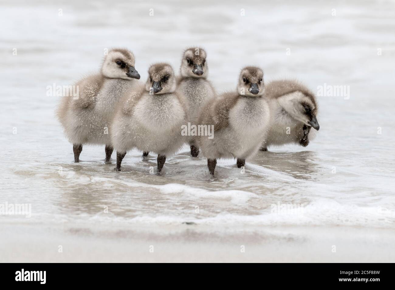 Ecobirder Young Canada Goose