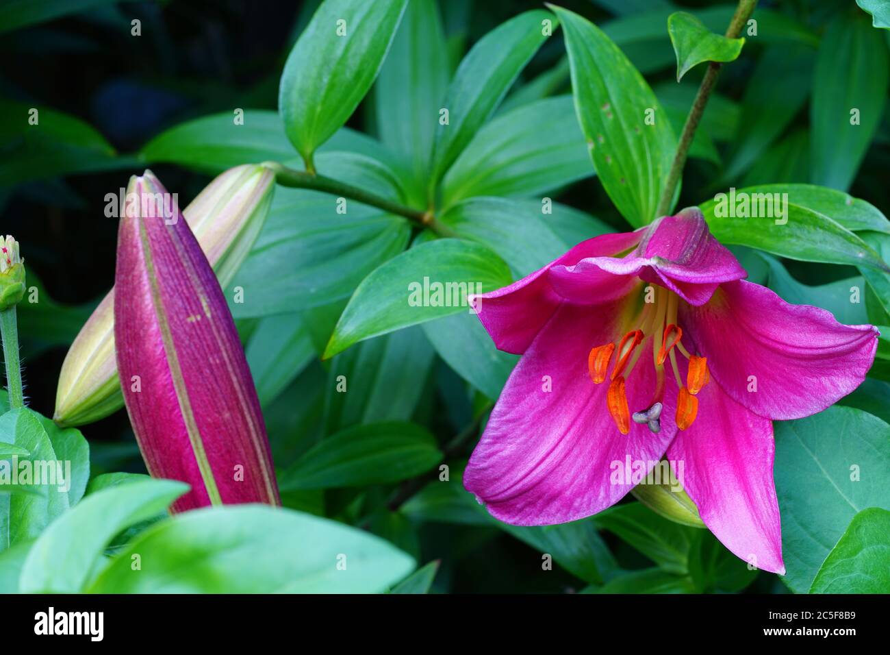 Orange orienpet lily hi-res stock photography and images - Alamy