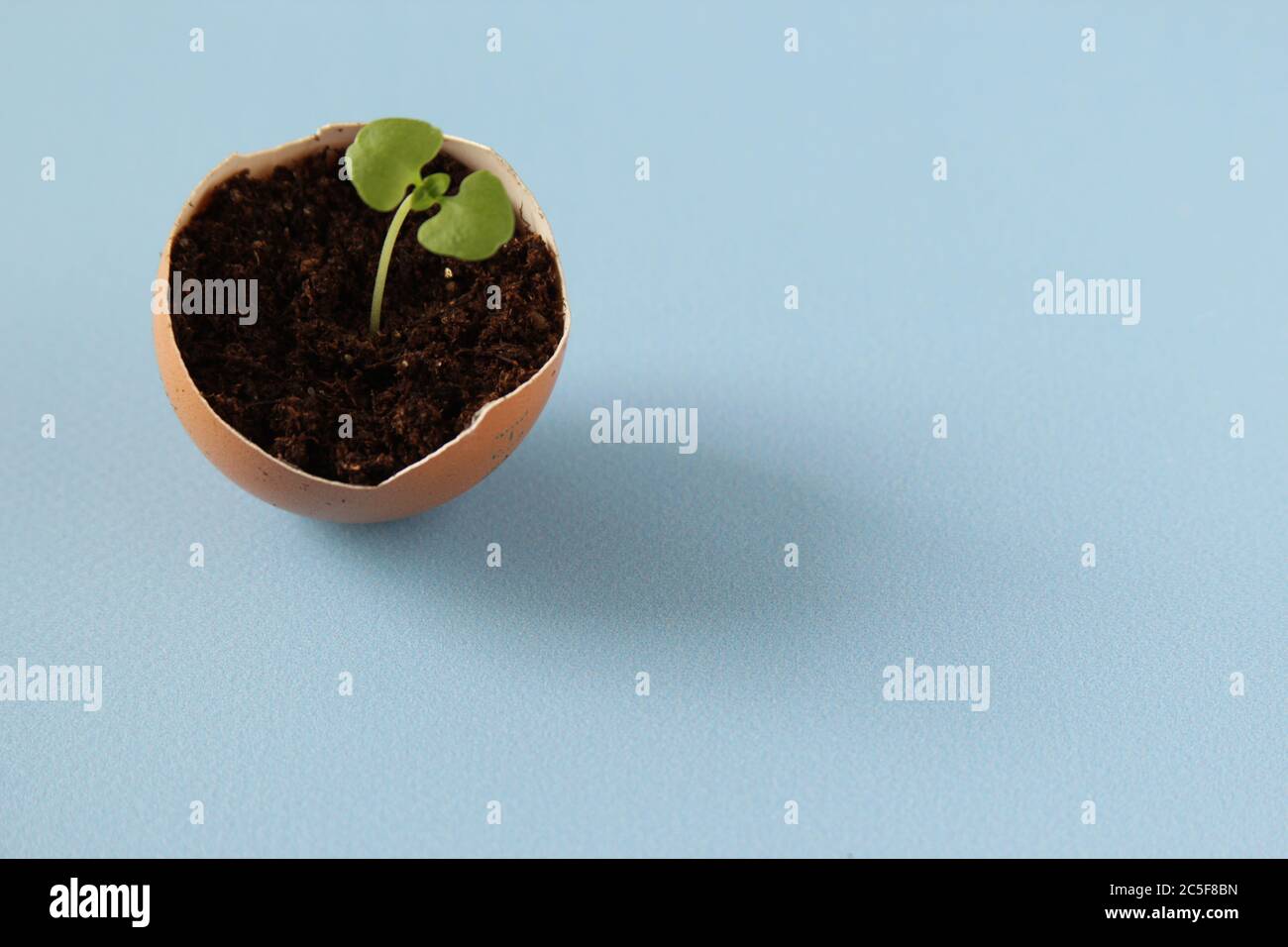 Egg shell garden hi-res stock photography and images - Alamy