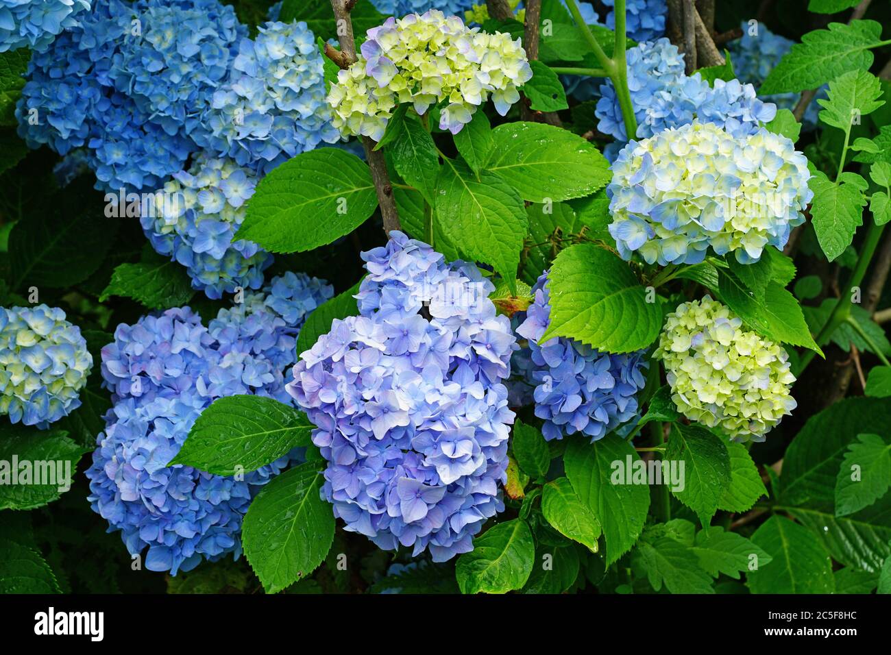 Hortensia bicolor hi-res stock photography and images - Alamy