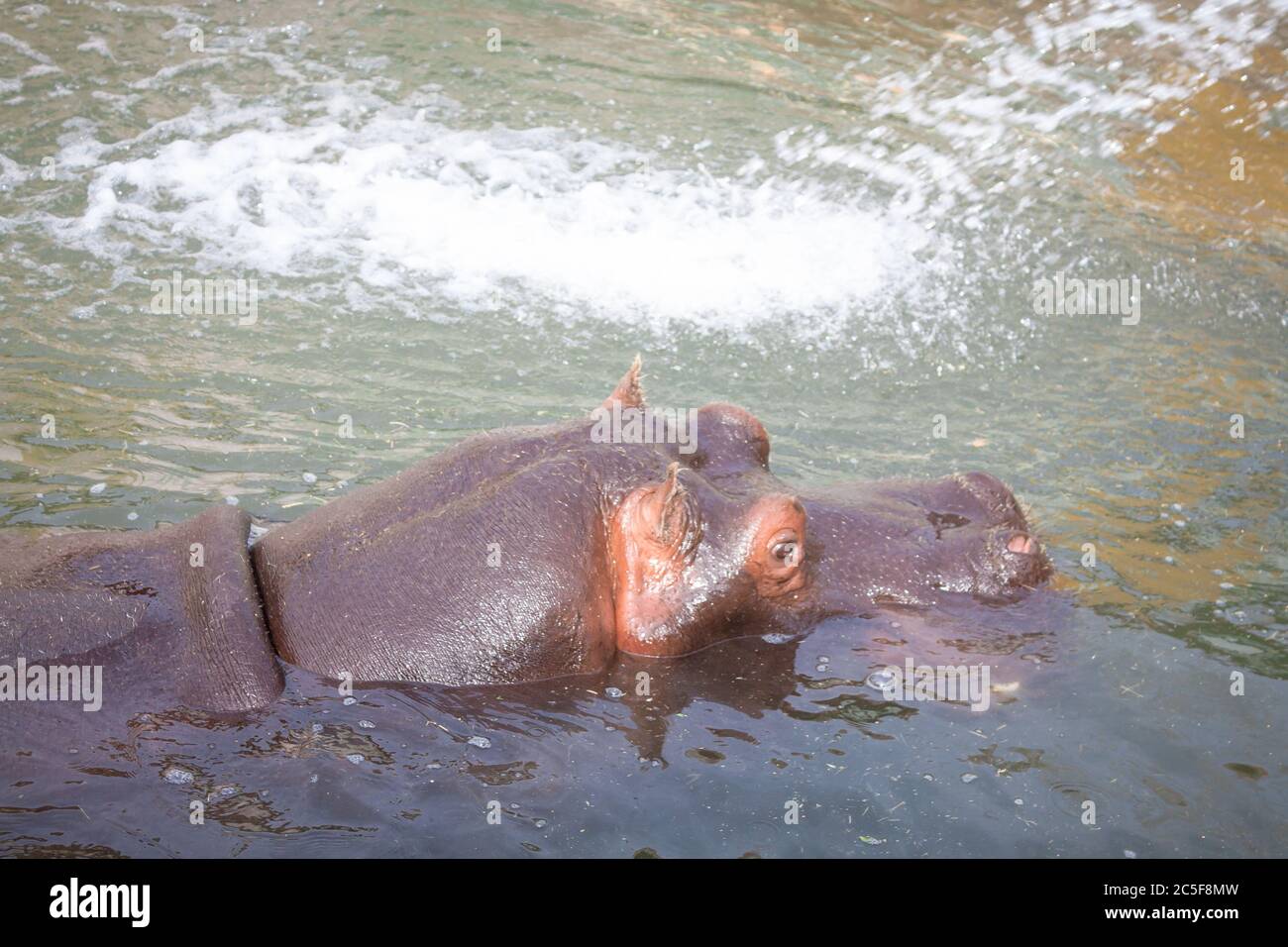 big hippopotamus in the water Stock Photo - Alamy