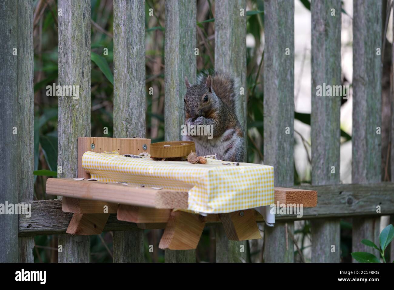 A gray squirrel eating at a backyard wooden picnic table for squirrels ...
