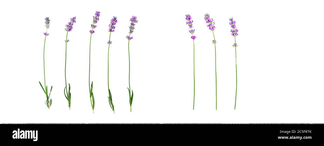 Lavender flowers pattern isolated on white background. Flat lay, top ...