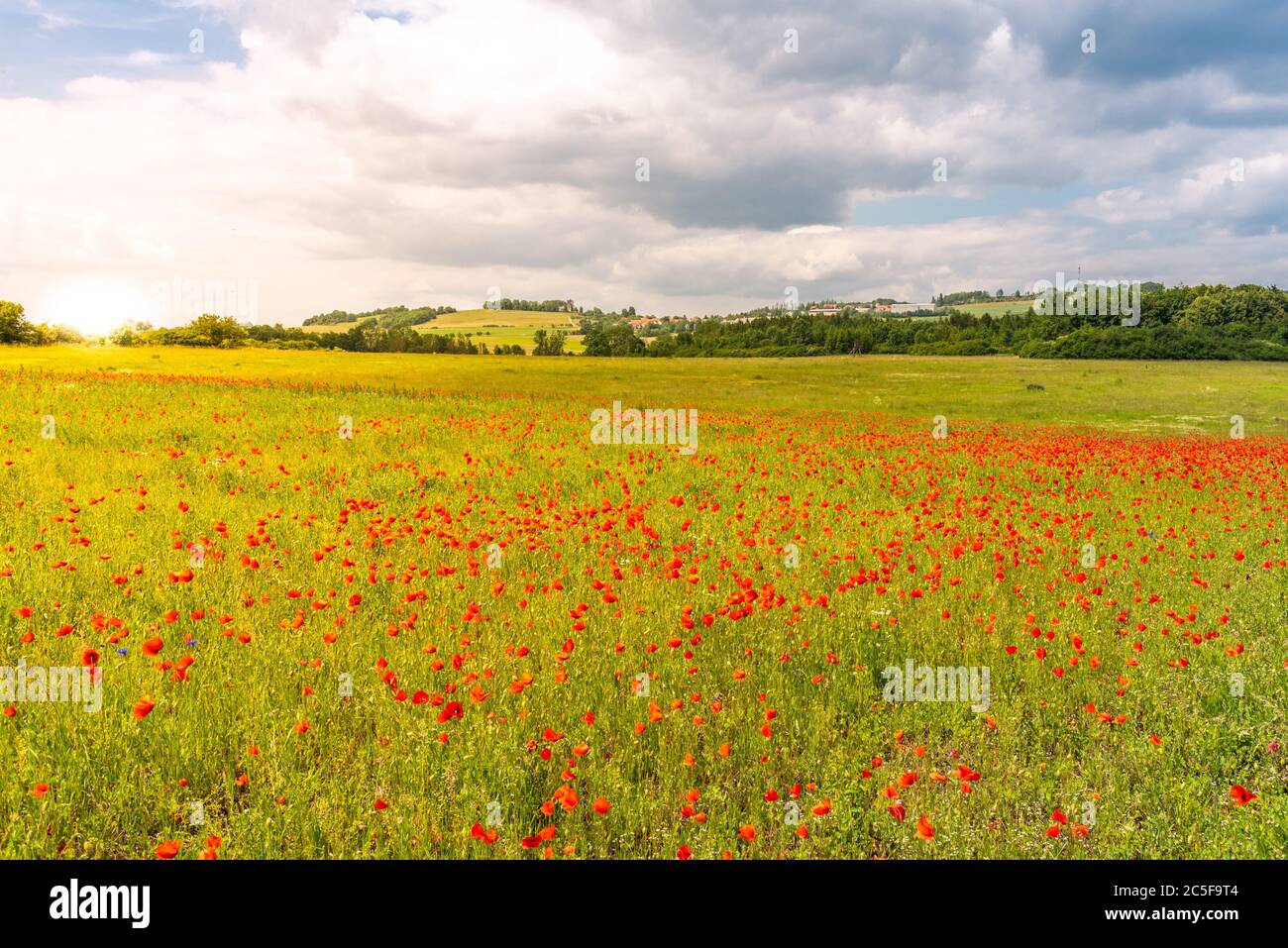 Red poppy flower field. Beautiful natural landscape Stock Photo - Alamy