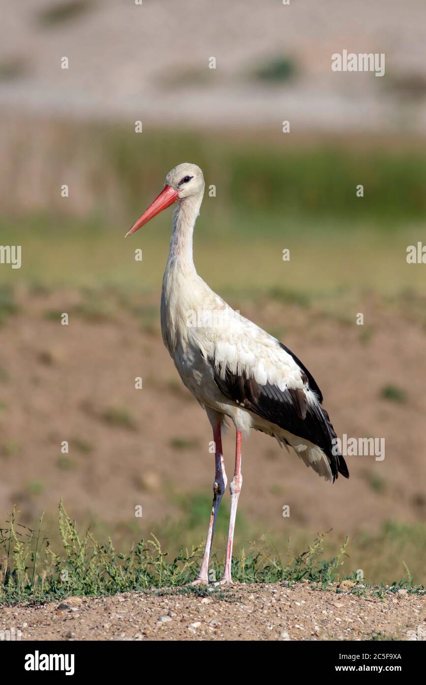 Cute bird stork. Nature background Stock Photo - Alamy