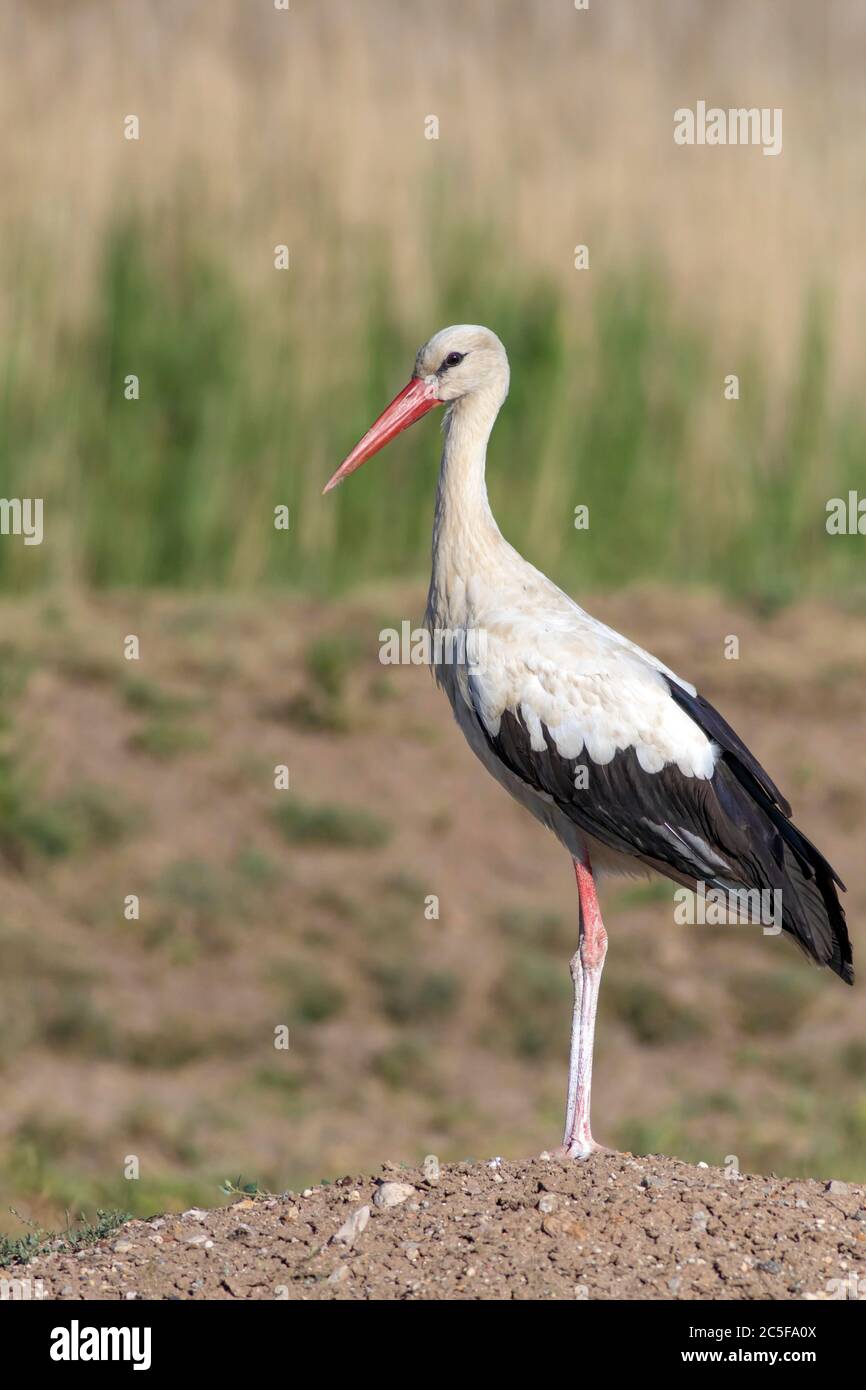 Cute bird stork. Nature background Stock Photo - Alamy