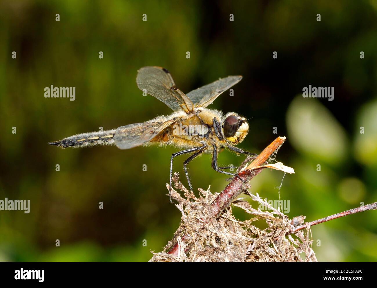 Epitheca bimaculata hi-res stock photography and images - Alamy