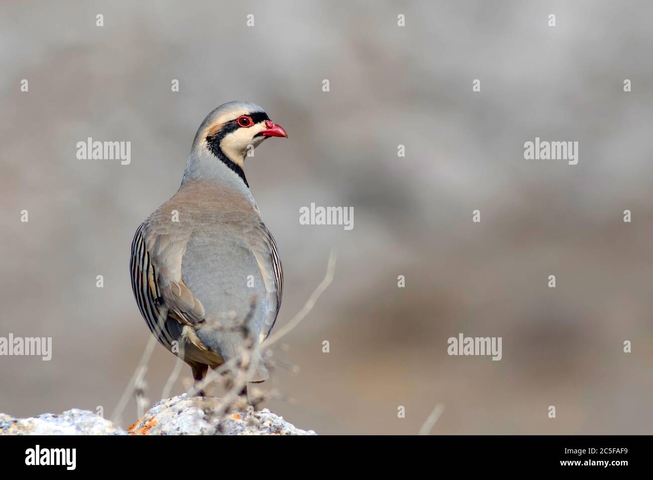 Nature and Partridge. Common bird: Chukar Partridge. Alectoris chukar ...
