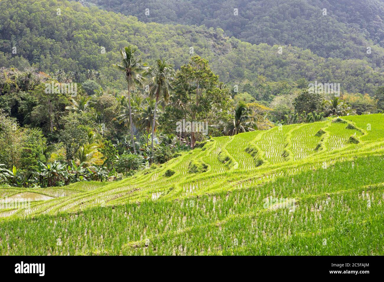Green rice terraces, Bohol Island, Central Visayas, Philippines Stock ...