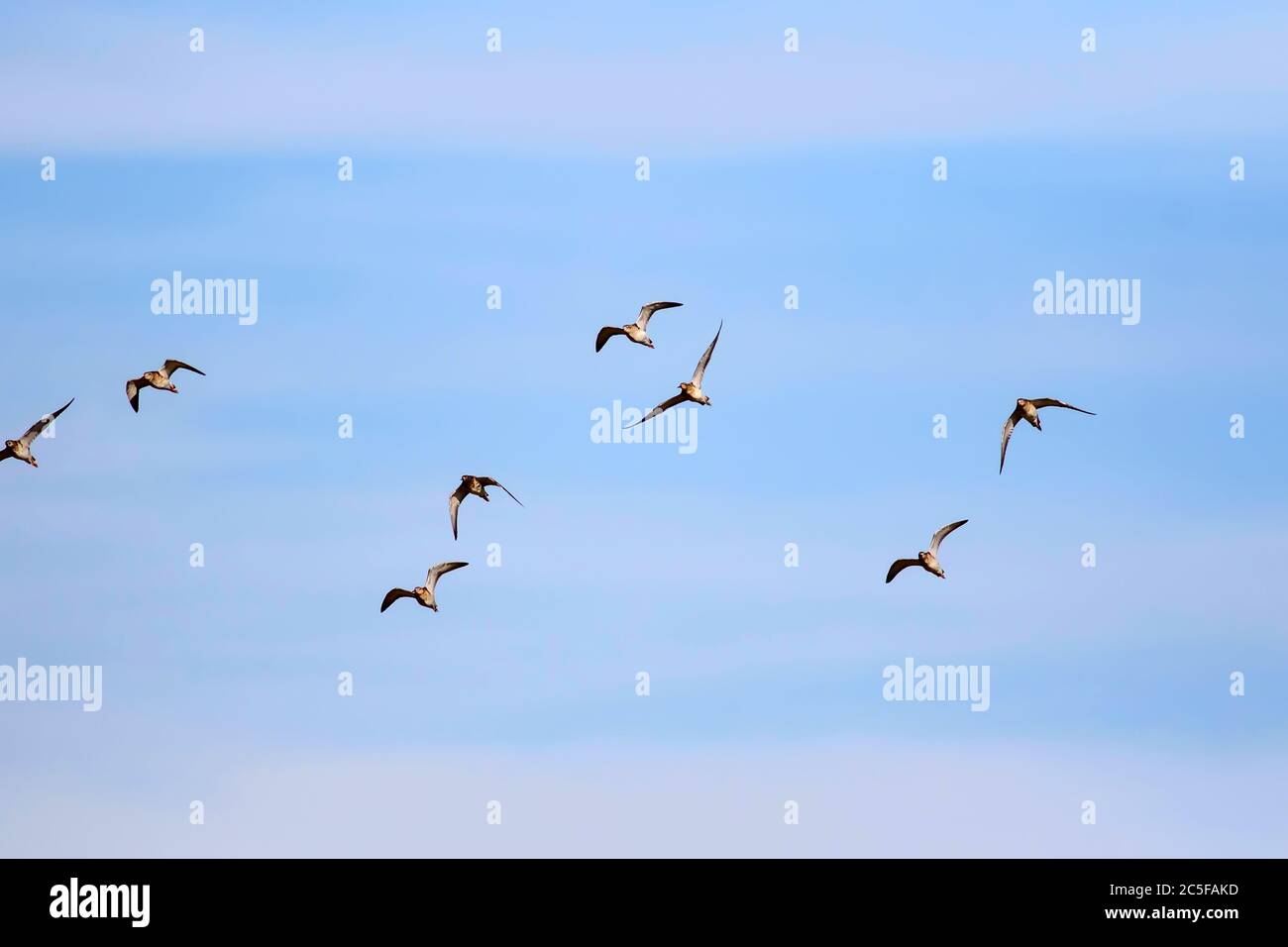 Water birds. Nature background. Common water birds Stock Photo - Alamy