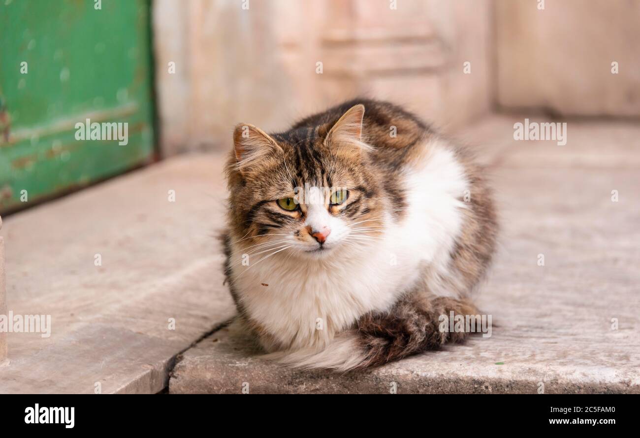 Istanbul cat hi-res stock photography and images - Alamy