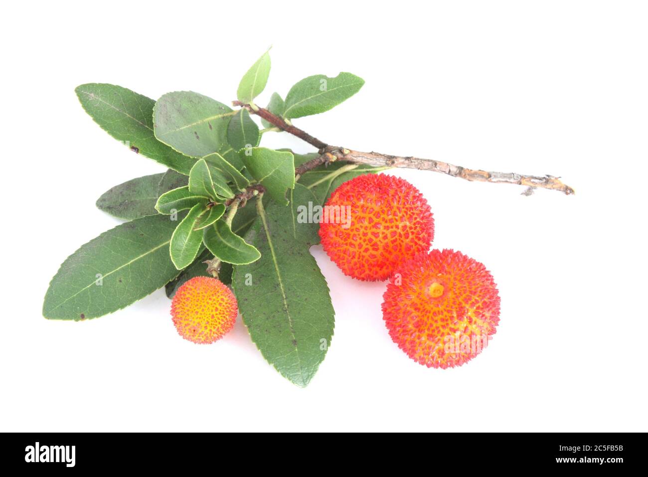 Arbutus fruit flower hi-res stock photography and images - Alamy