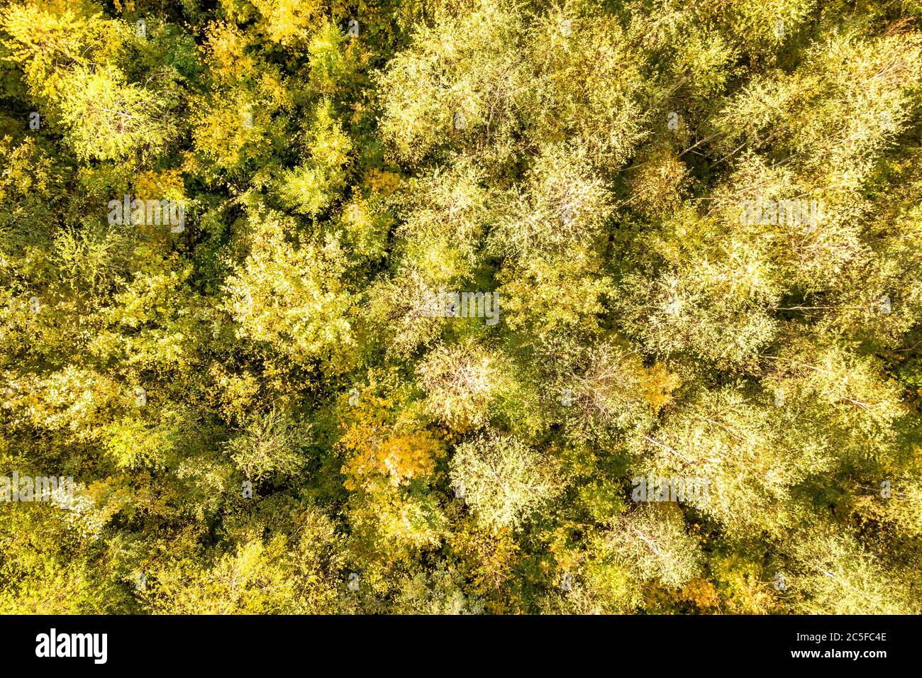 Top down aerial view of green and yellow canopies in autumn forest with ...